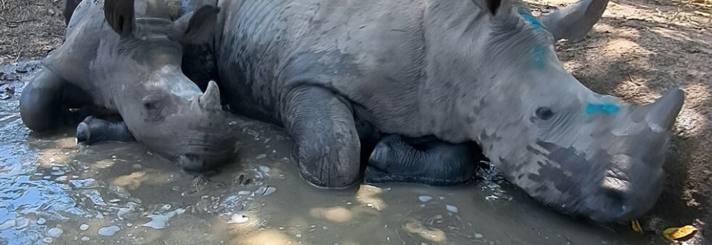 Help Raise Rhino Orphans Bula & Peter - Izindlovu Fund